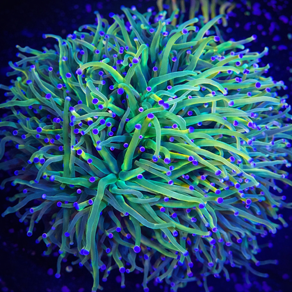 Dragon Tamer Torch - Per Polyp – Fast Phyto - By Terminus Reef